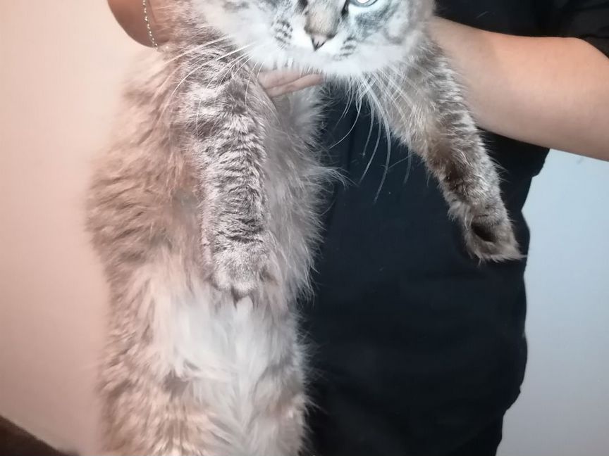 Сиамские кошки бесплатно