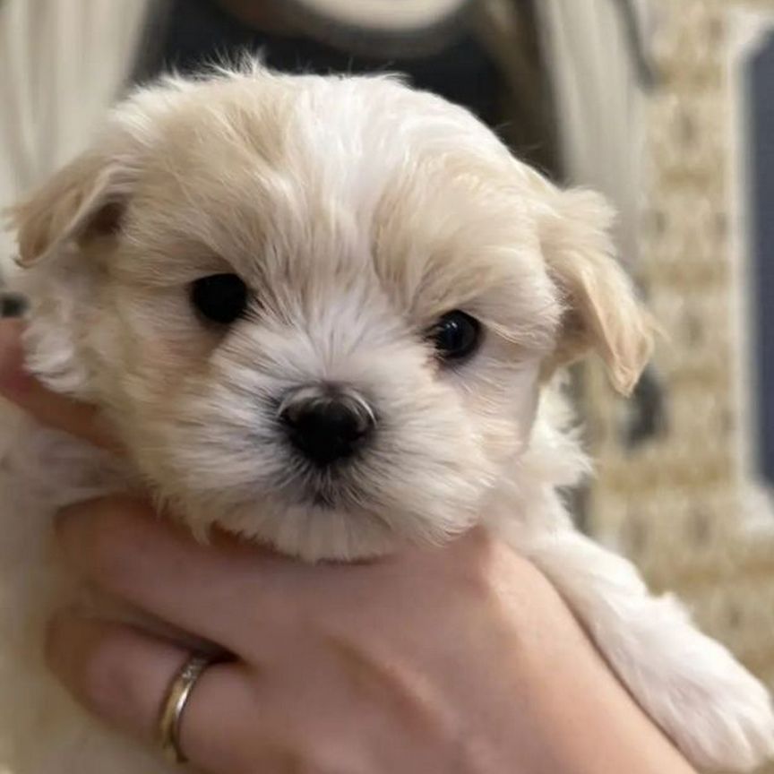 Мальтипу, щенок