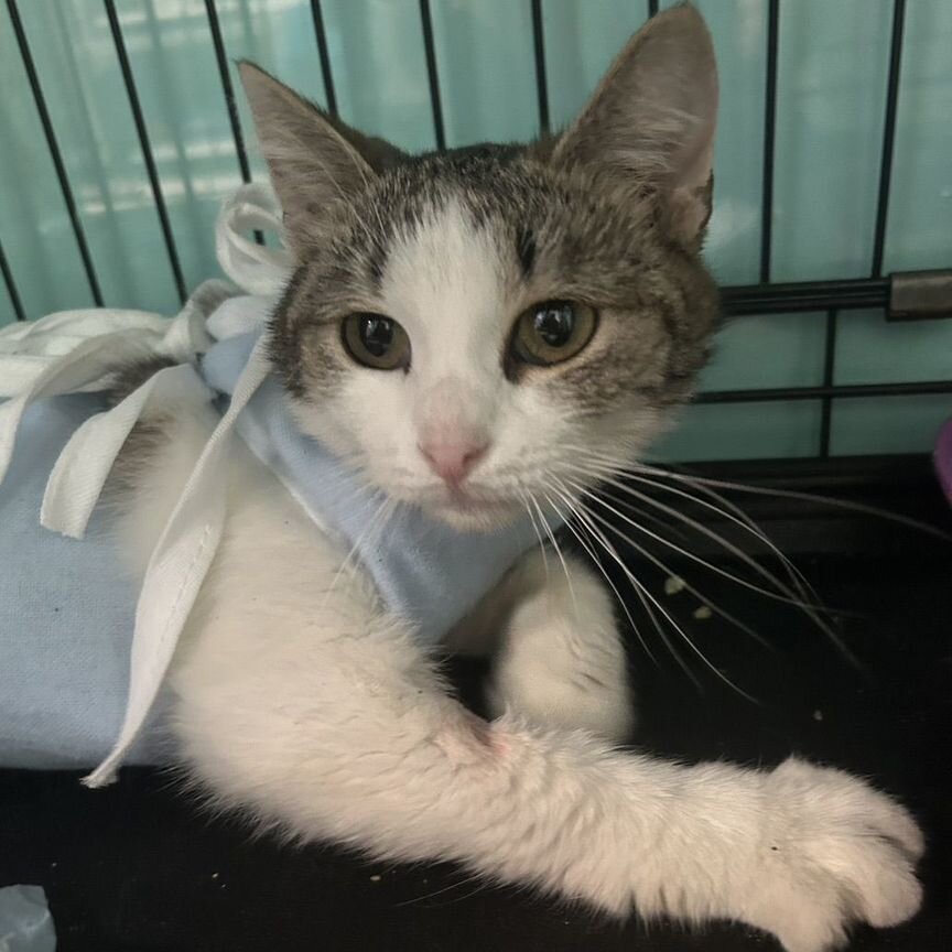 Котёнок в добрые руки