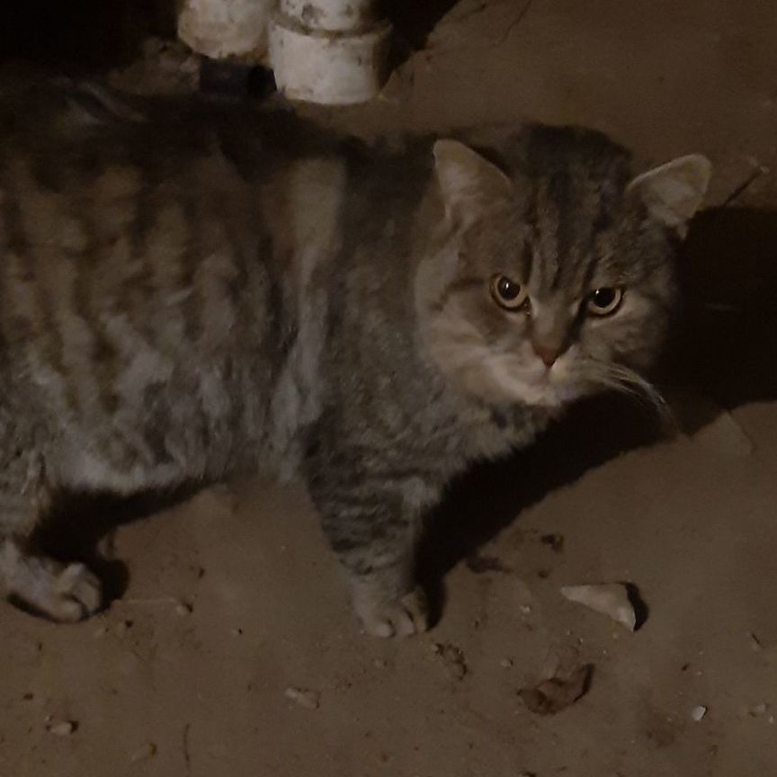 Британский короткошёрстный, взрослый кот