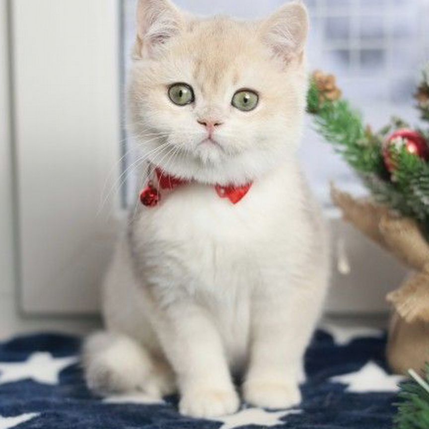 Британский короткошёрстный котёнок