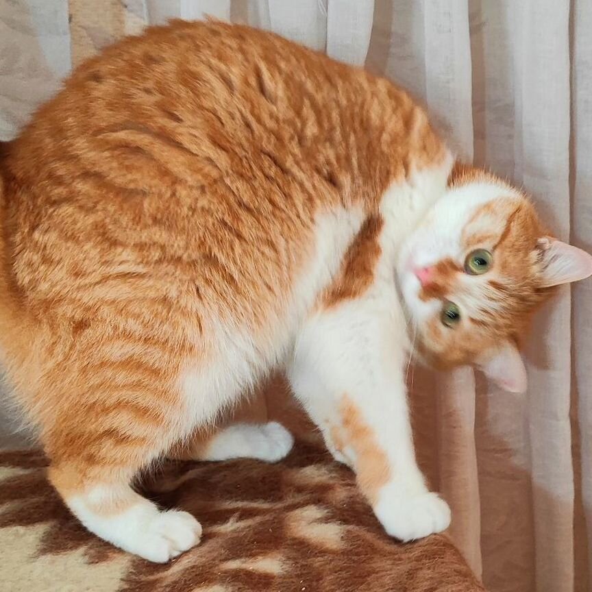Стерилизованная кошечка