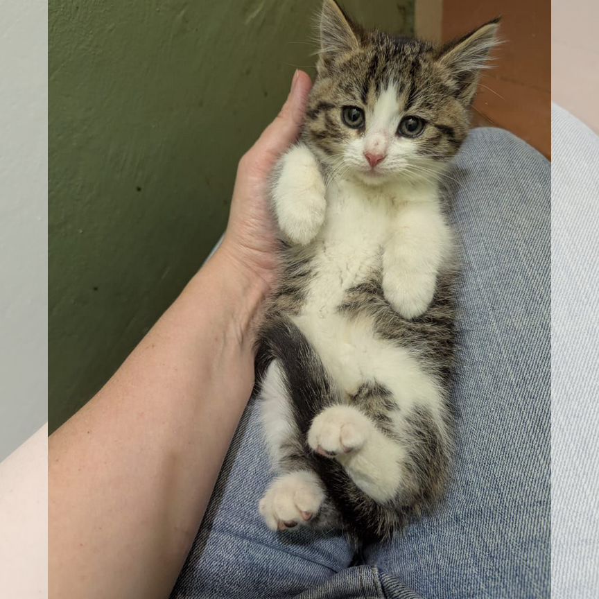 Котёнок в добрые руки