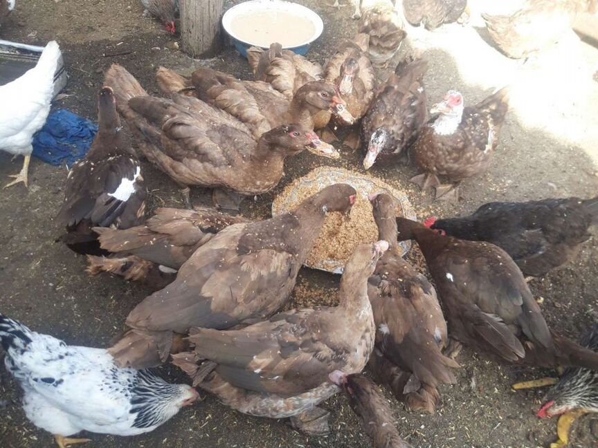 Мускусные утки