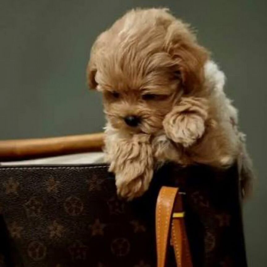 Мальтипу, щенок