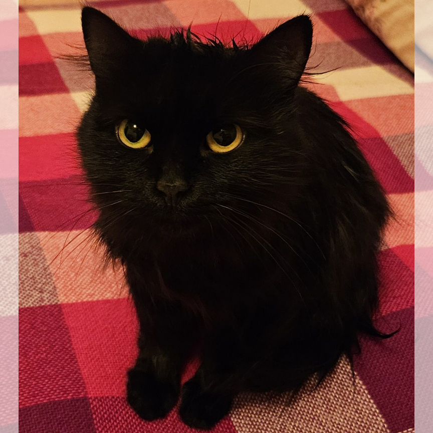 Найдена молодая черная кошка