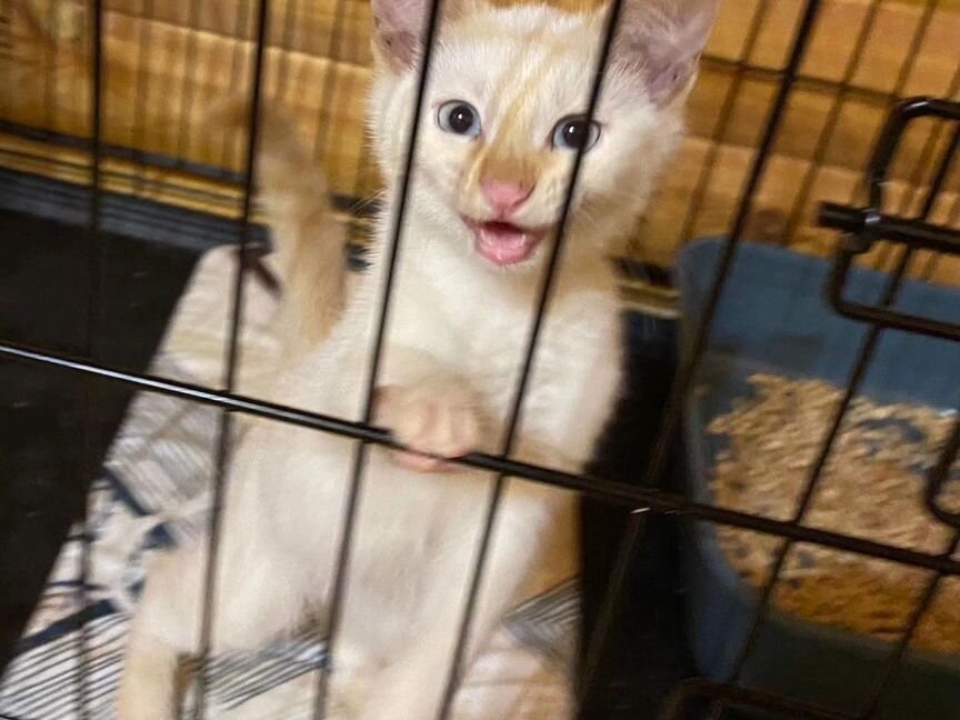 Котенок Бублик из приюта