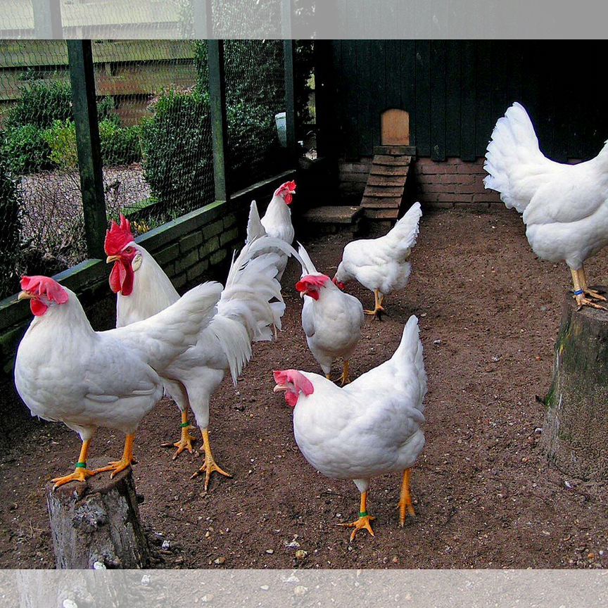 Куры молодки несушки