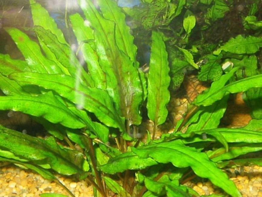 Аквариумные рыбки и растения