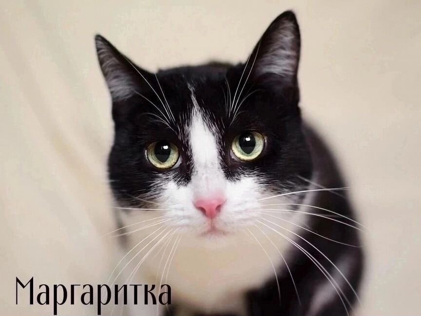 Кошка Маргарита ищет хозяина. В хорошие руки