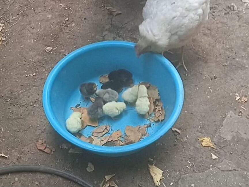 Курица с цыплятами