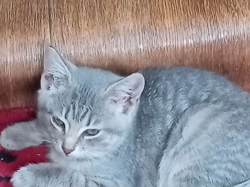 Полукровка