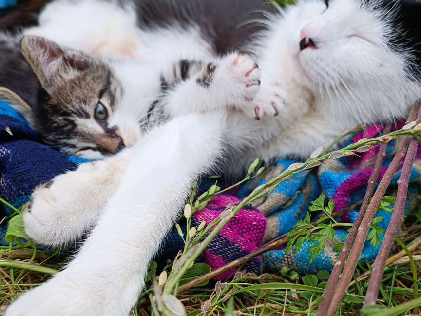 Кузя и Кузькина мать