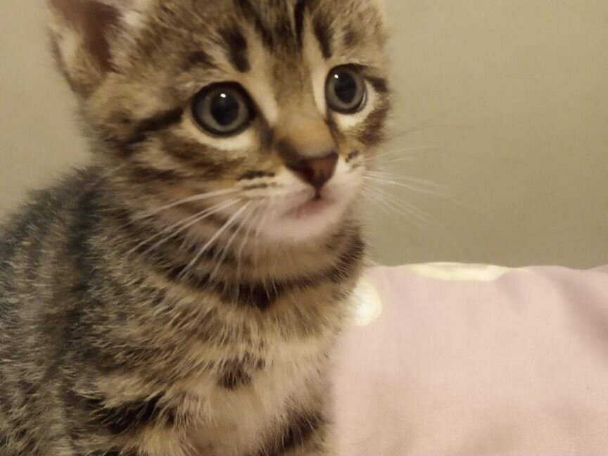 Маленькая кошечка в подарок