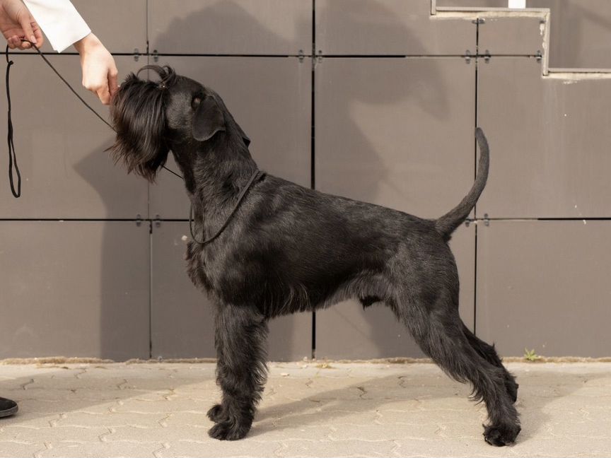 Миттельшнауцер кобель на вязку