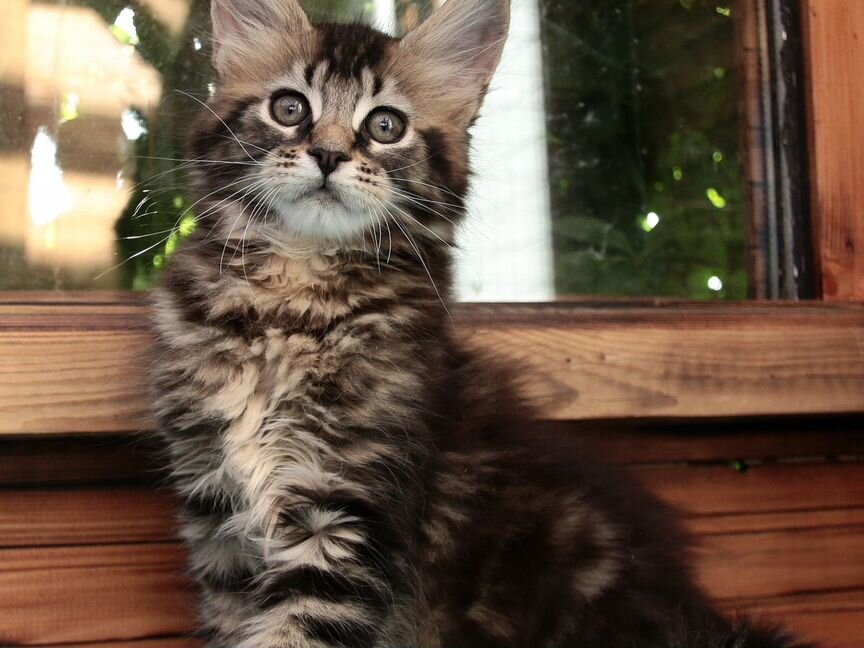 Мраморный котик