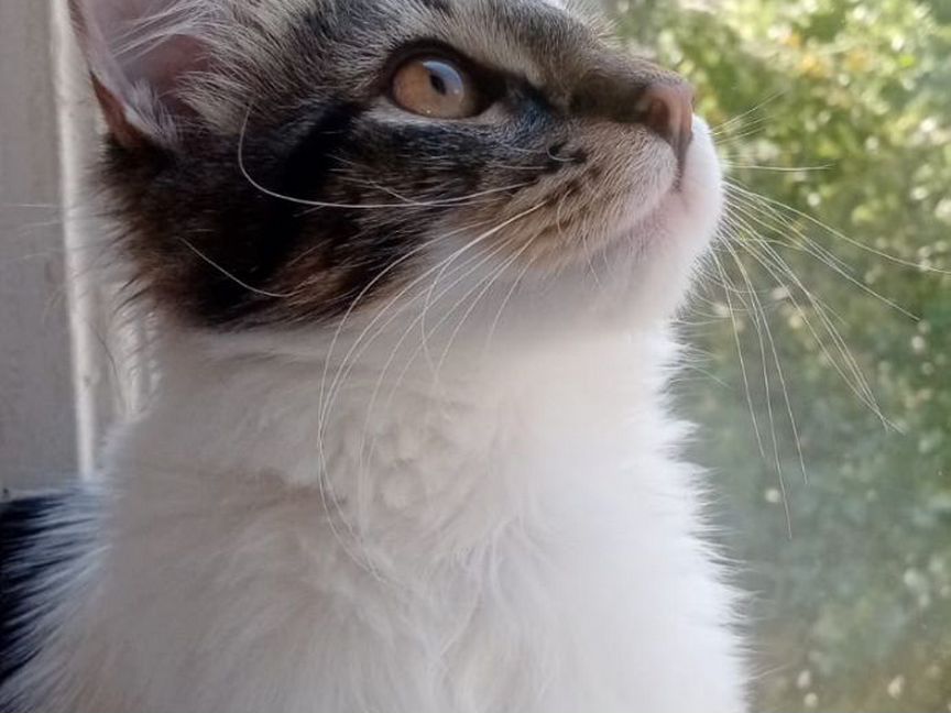 Красотка Мира