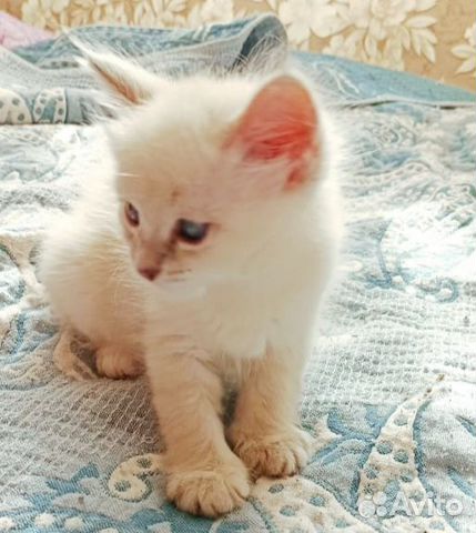 Котенок Белль