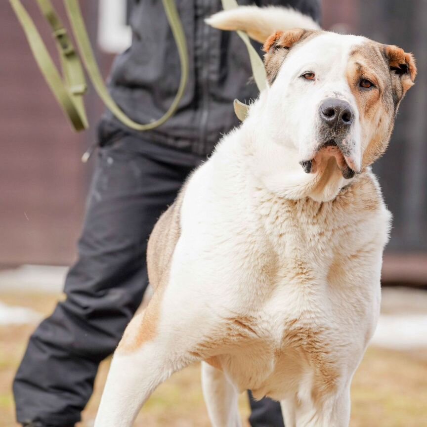Среднеазиатская овчарка, щенок