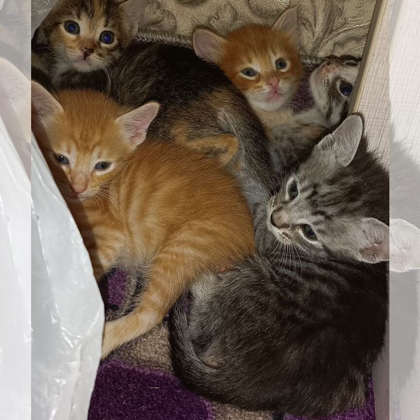 Котята в добрые руки