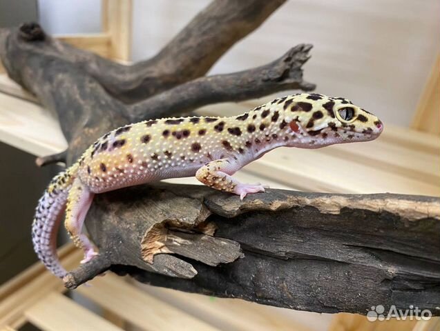 Эублефар + террариум с оформлением