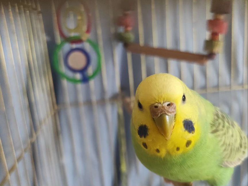 Попугай получех