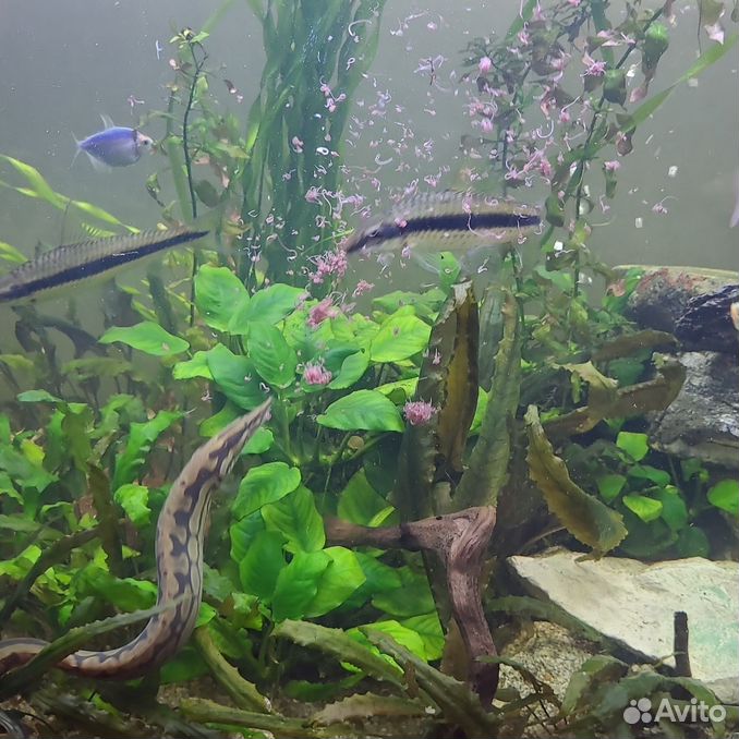 Макрогнатус