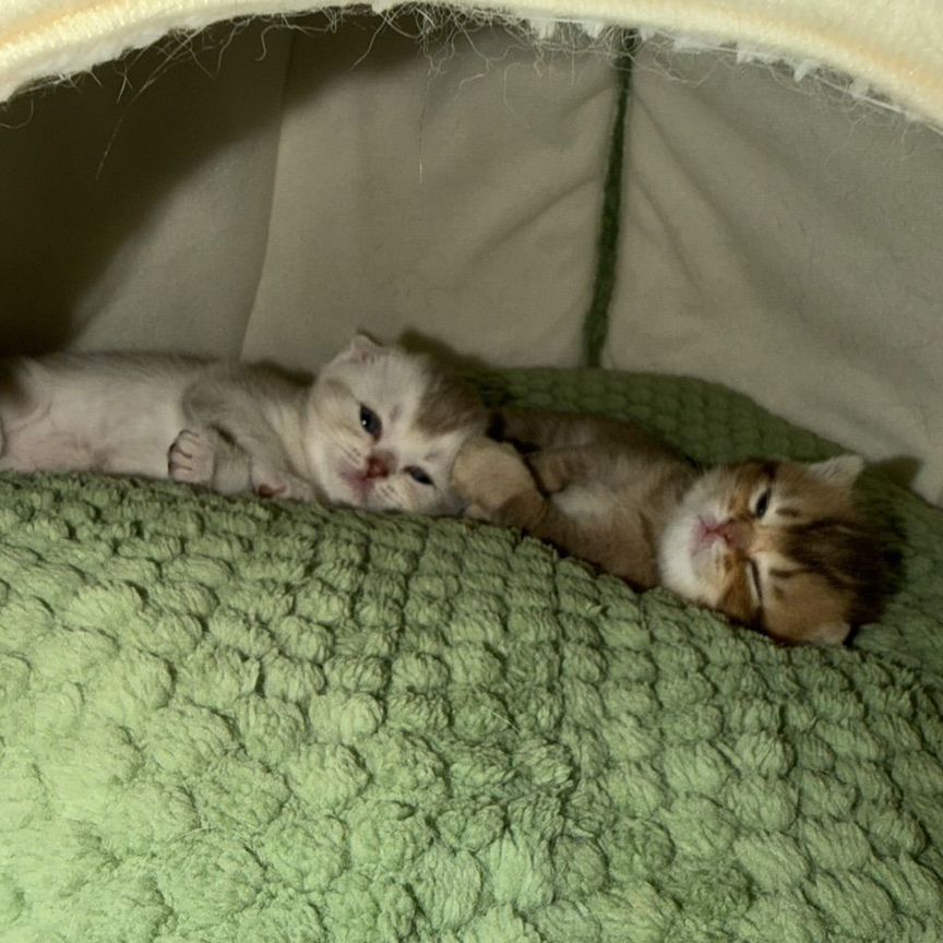 Британский короткошёрстный котёнок