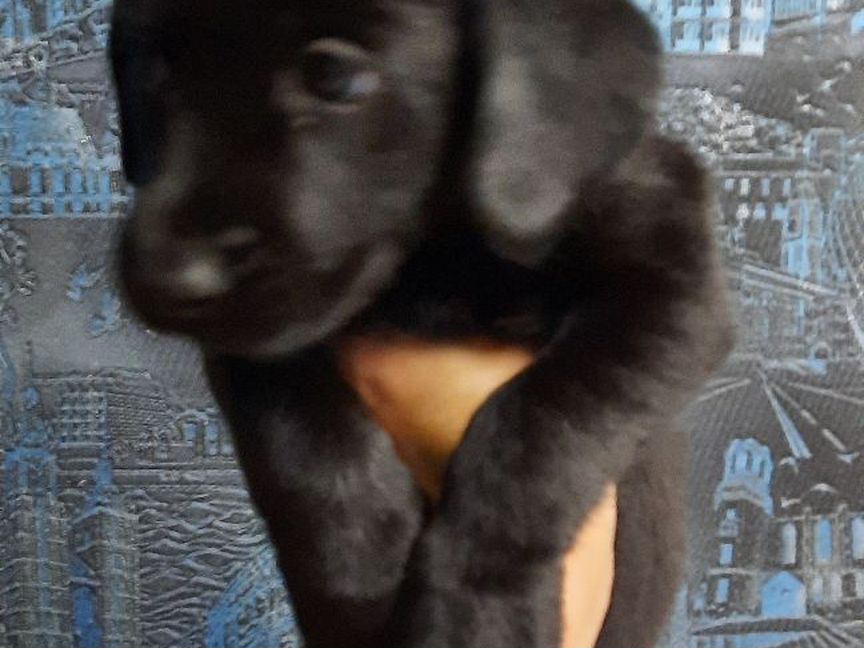 Собака, щенята