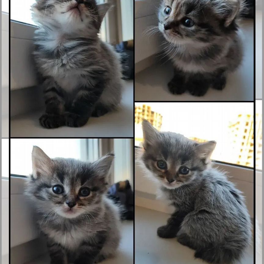 Курильский бобтейл длинношёрстный котёнок