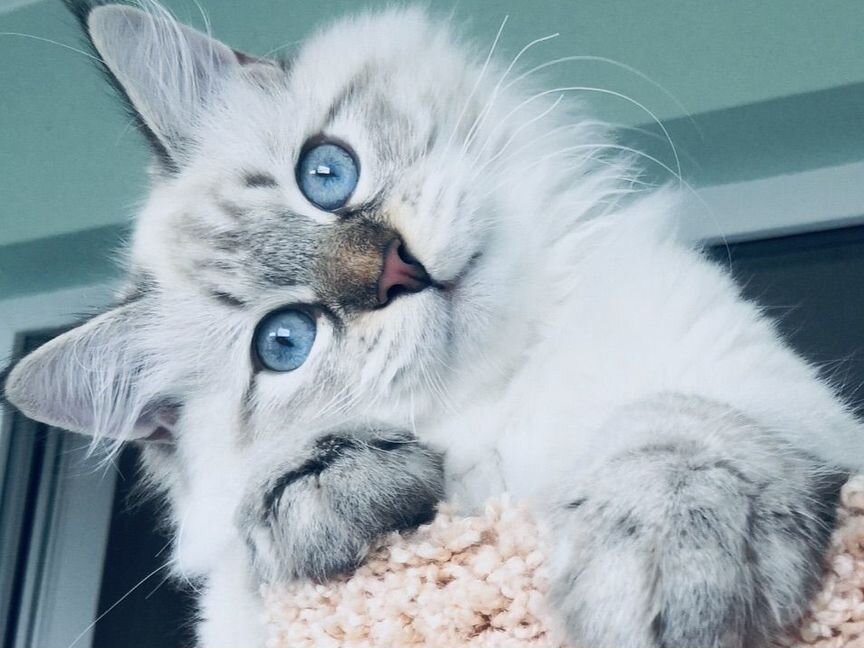 Невский маскарадный котенок