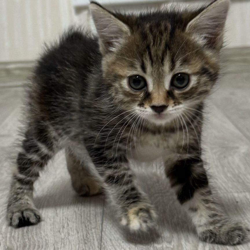 Курильский бобтейл короткошёрстный котёнок
