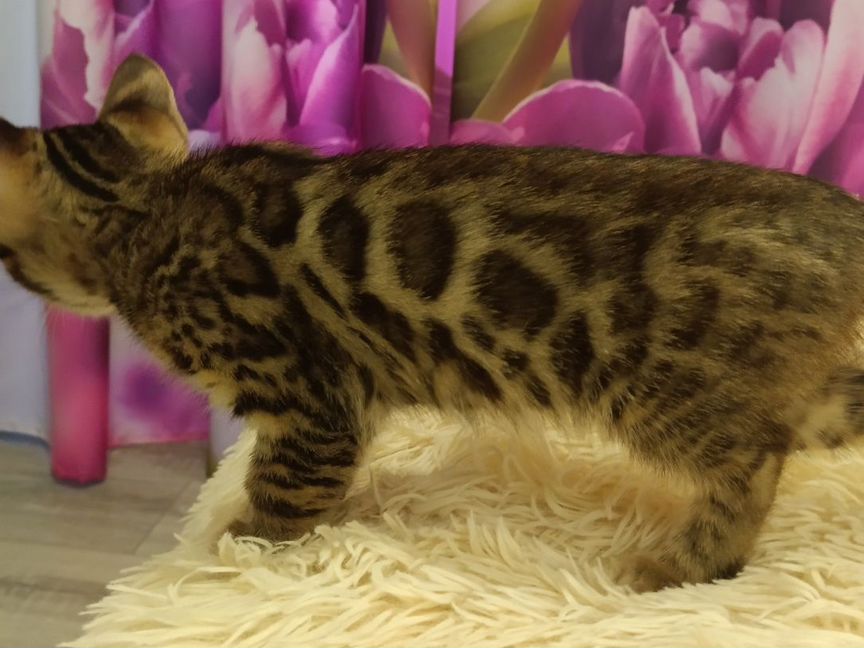 Бенгальская кошечка