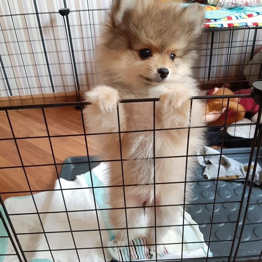 Померанский шпиц