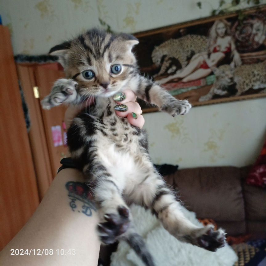 Шотландские котята