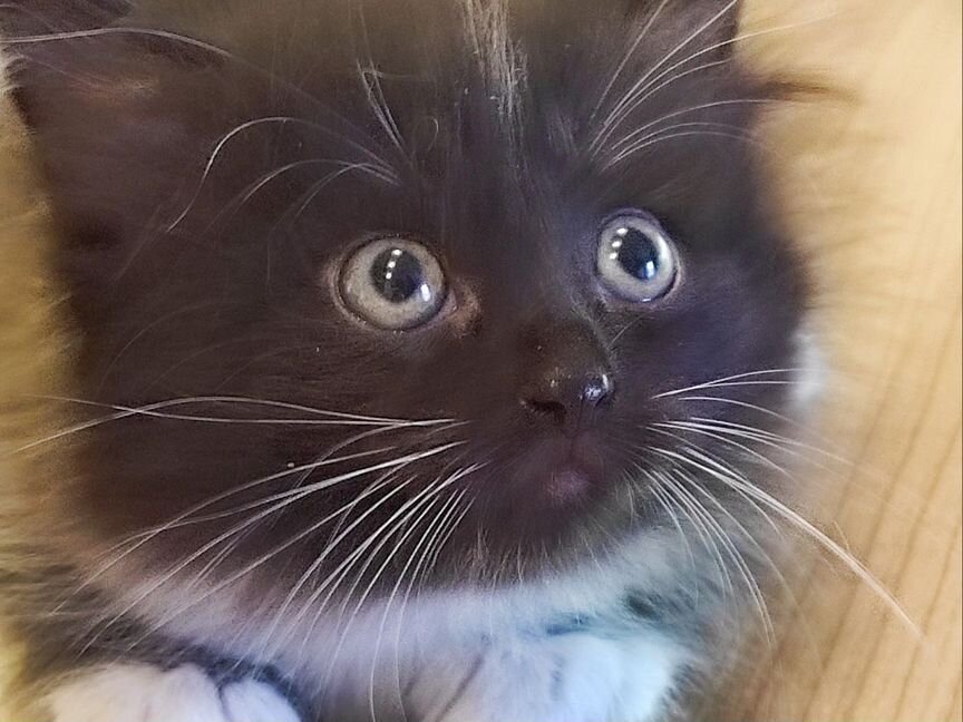 Котята в добрые руки бесплатно