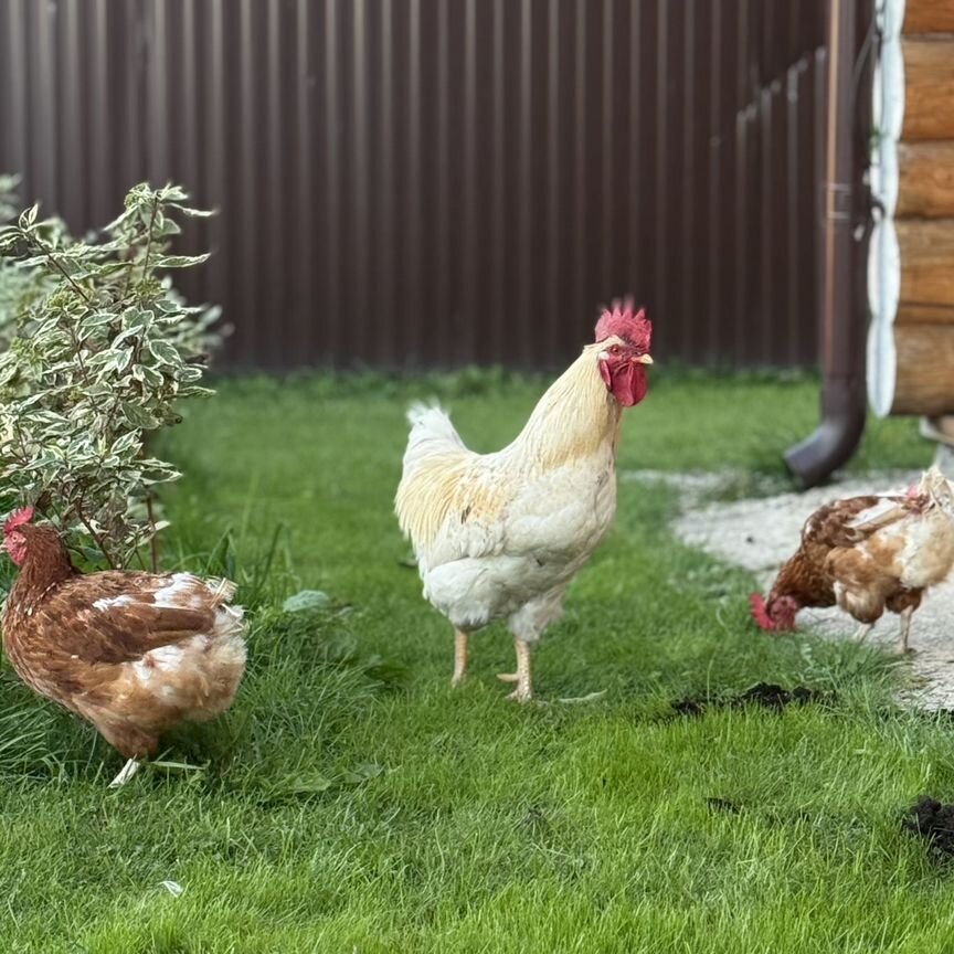 6 курочек несушек и петушок в подарок