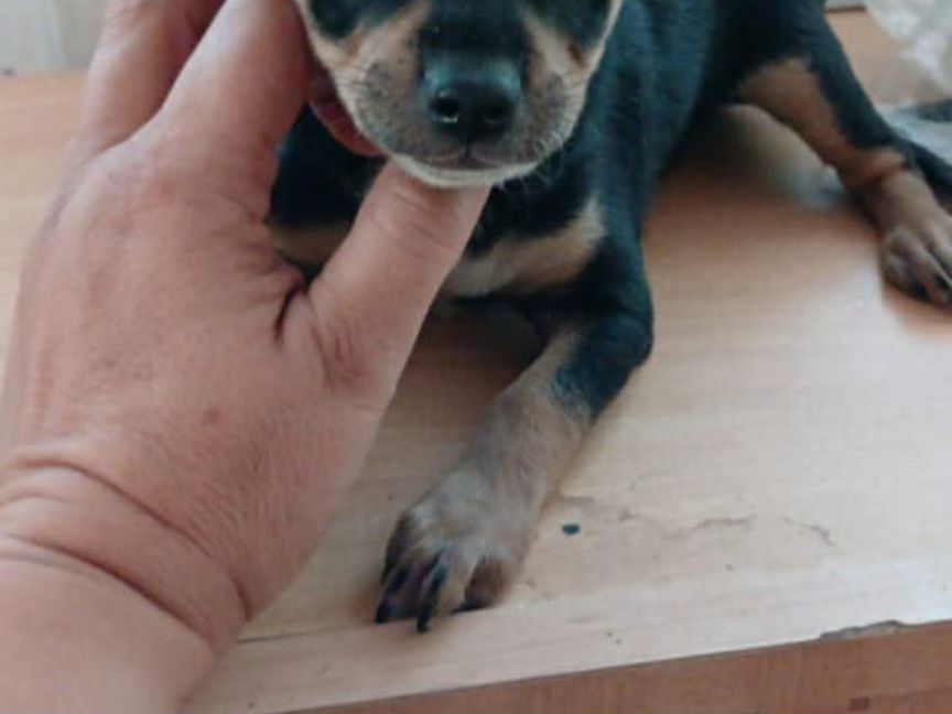 Той-терьер ричи