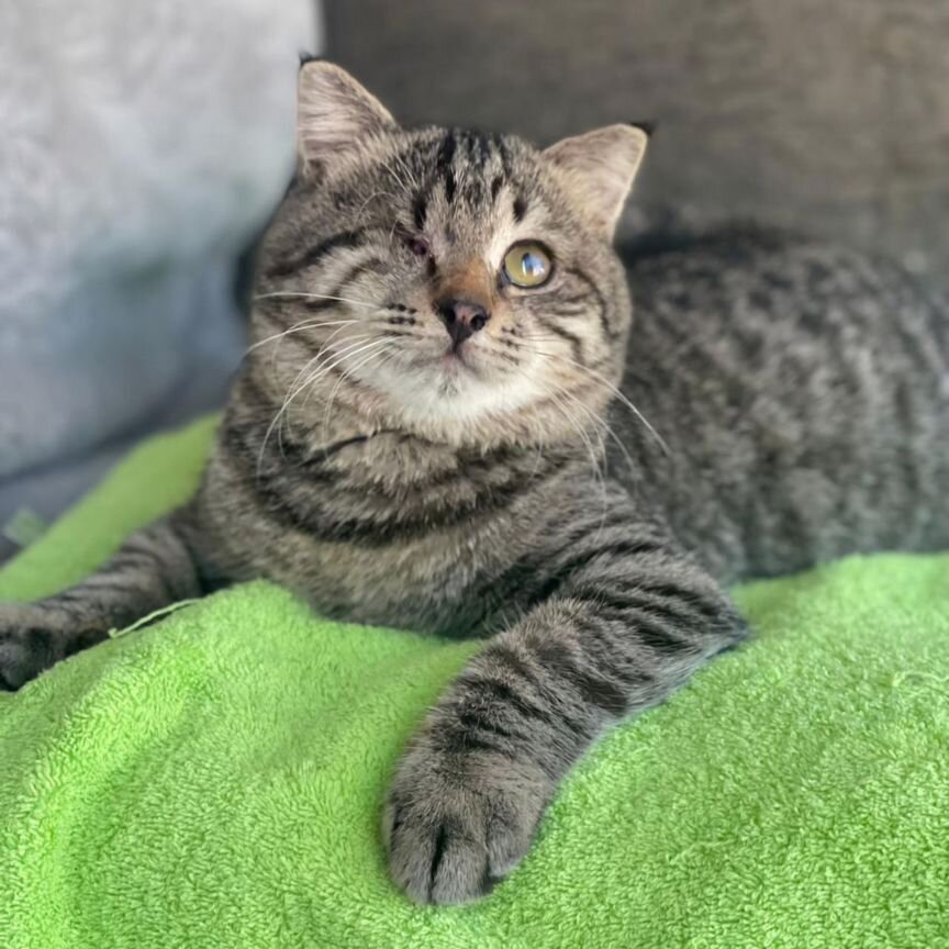 Лучика не хотят брать из-за глазика