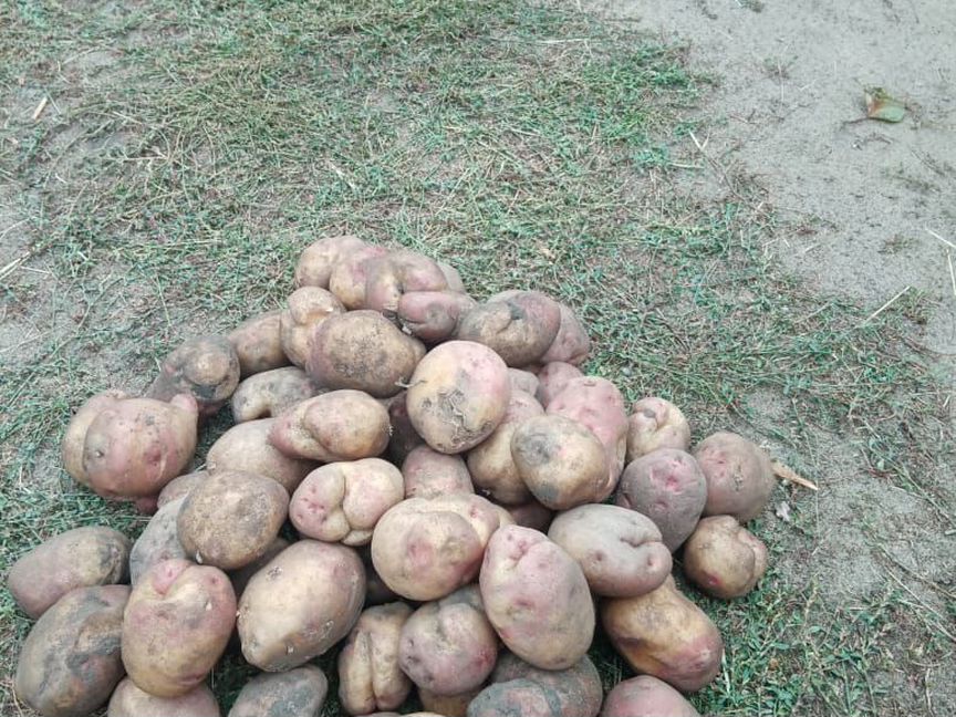 Картофель на корм скоту