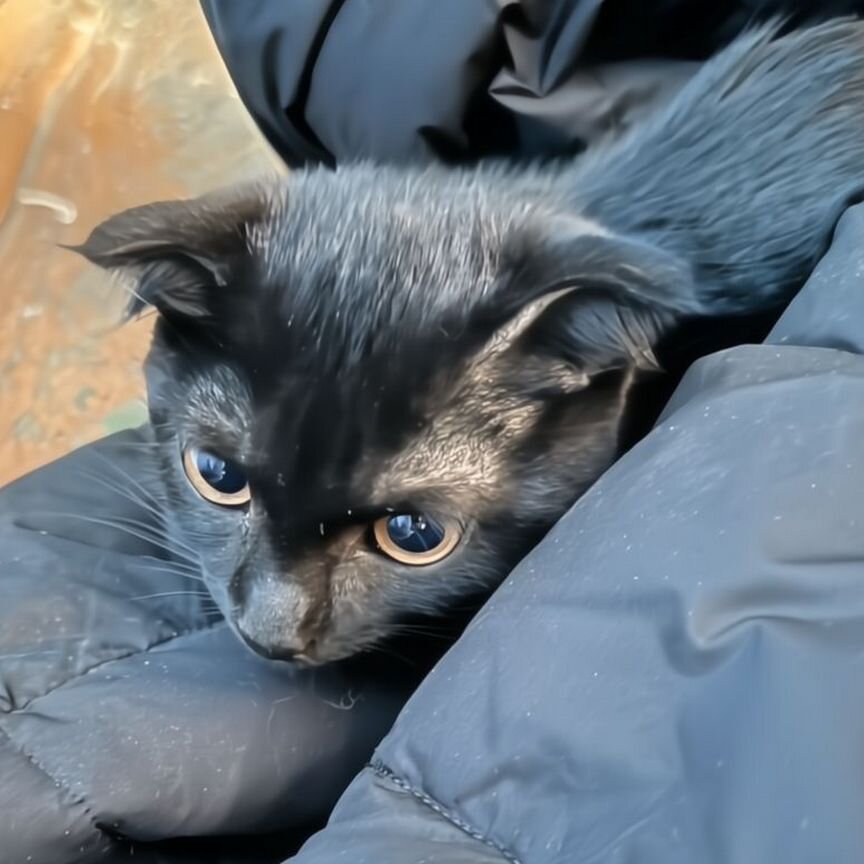 Котёнок в добрые руки