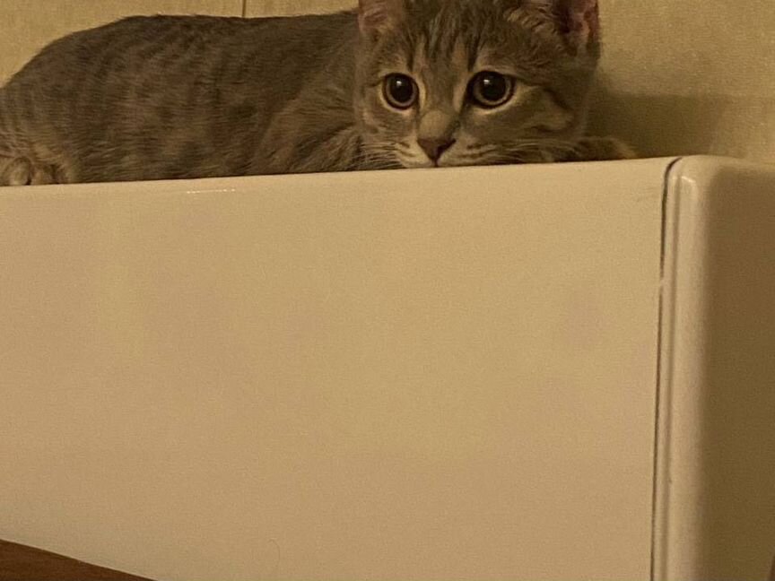 Котенок девочка