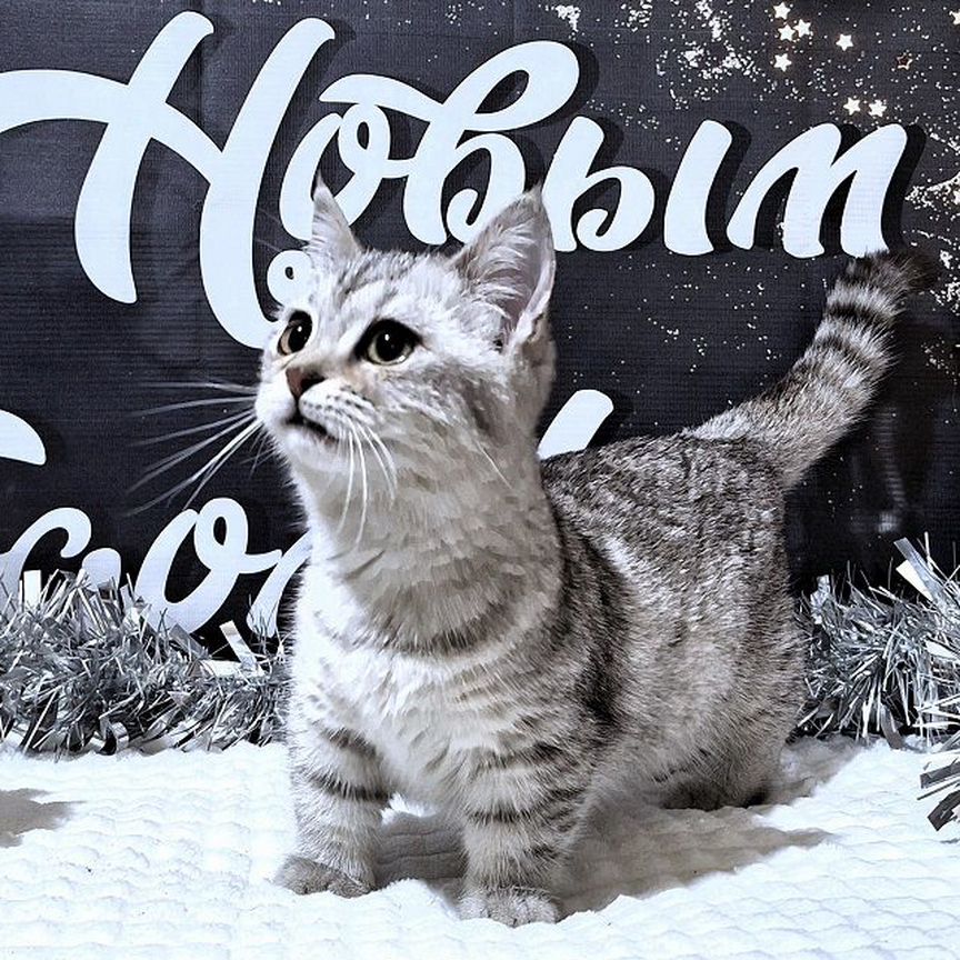 Девочка манчкин на коротких лапках, 4 мес