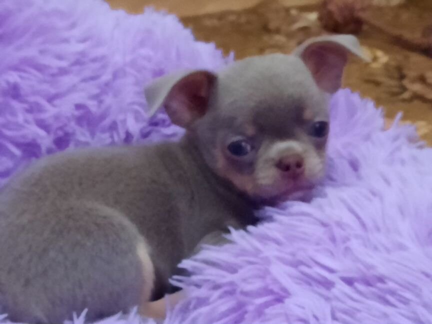 Лиловый мальчик чихуа