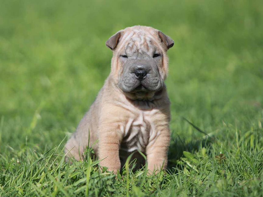 Изабелловый малыш