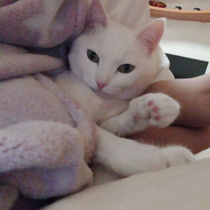 Кот в добрые руки