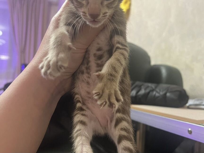 Ориентальные котята