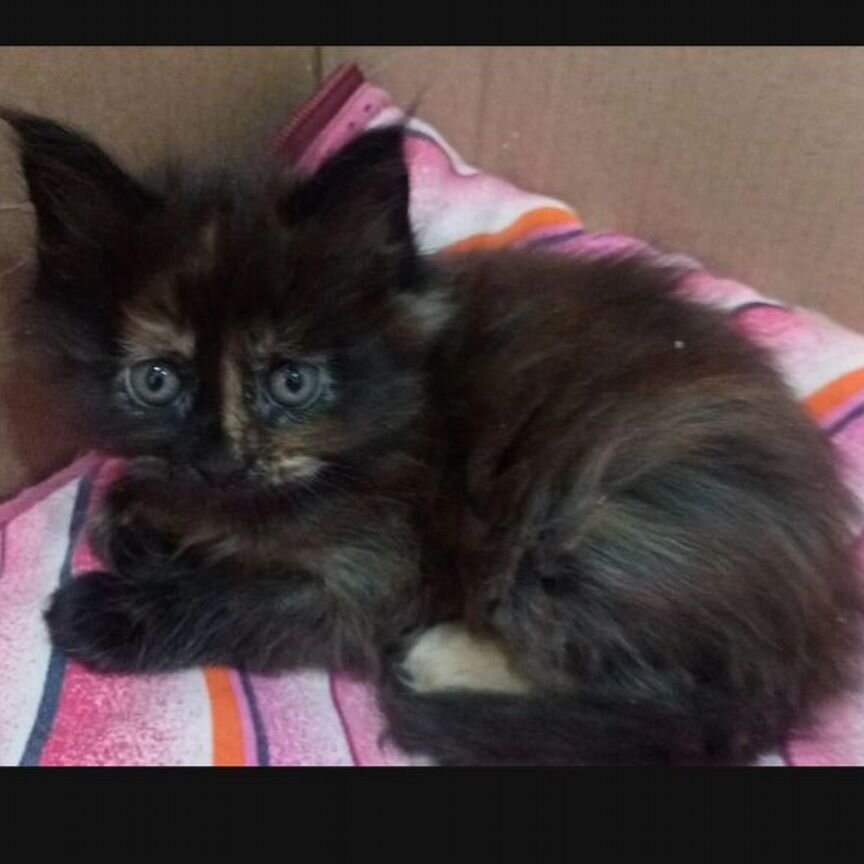 Мейн-кун котёнок