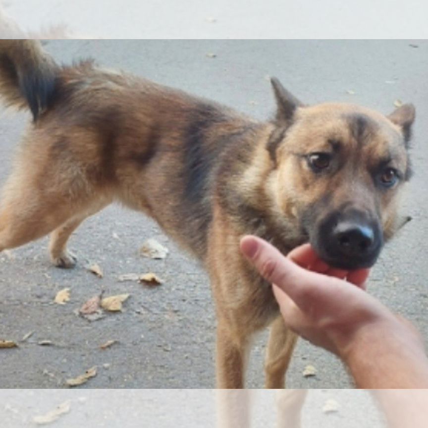 Вязка кобель для дам