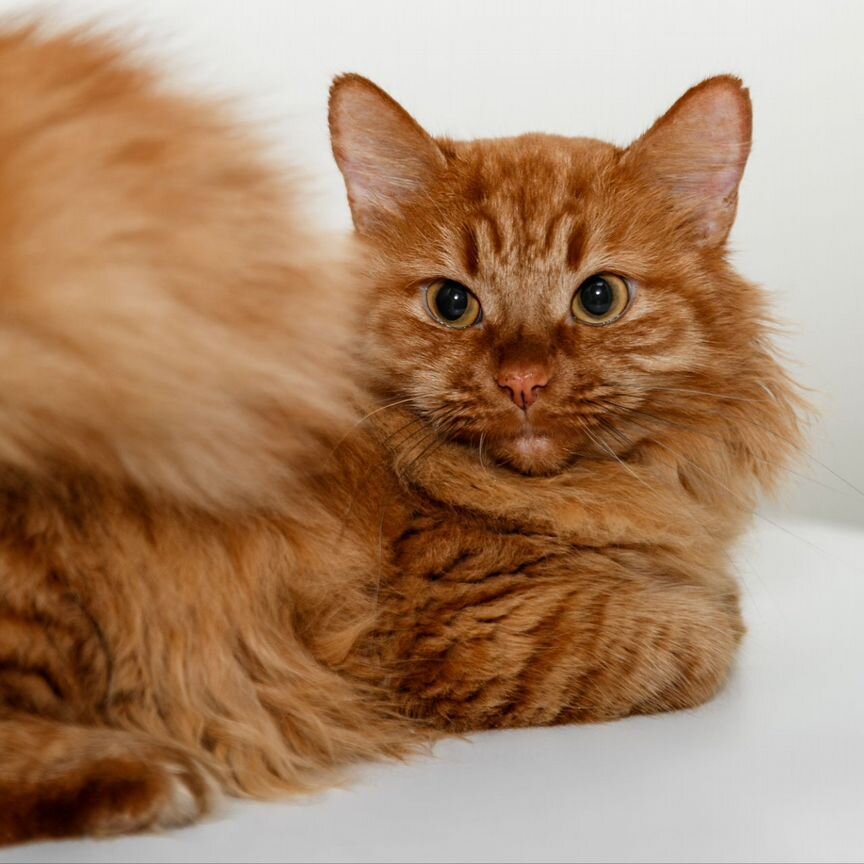 Отдаём котика в добрые руки